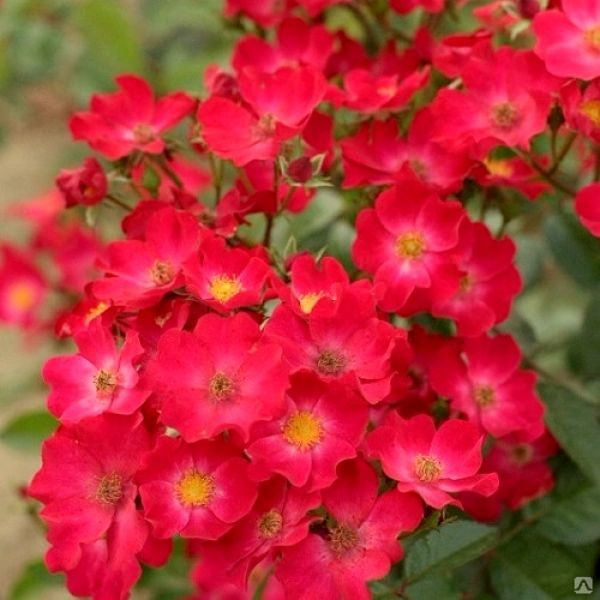 Роза мускусный гибрид Poppy Rose, цена в Перми от компании Питомник ...